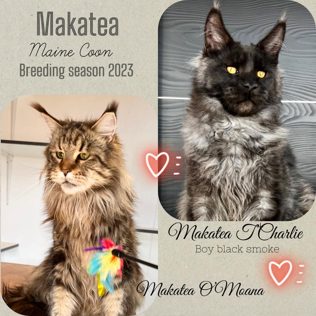 Makatea O'Moana - Chatterie MAKATEA Maine Coon